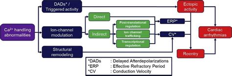 2 Cardiomyocyte Calcium Handling And Cardiac Arrhythmias