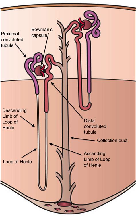 Thin Segment Of Loop Of Henle Wikipedia
