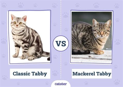 Tabby Cat Names For Felines With Swirls Stripes Spots Catster