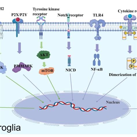Figure Receptors And Signaling Pathways That Regulate Microglia Activation Download