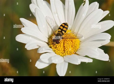 Natural Closeup Of A Migrant Hoverfly Eupeodes Corollae On A White Pretty Daisy Flower In The