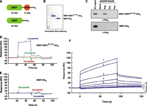 Surface Plasmon Resonance Biacore Analysis For The Interaction