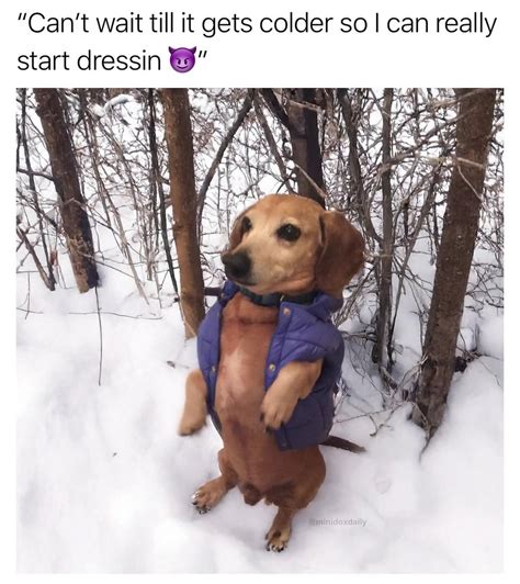 Mini Dox Daily 🐾 He Is Not Responsible For Anything He Said Or Did That Day 😂 Dachshundlove