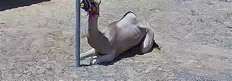 Ccc Classification Model By Fawaghy Alhashmi