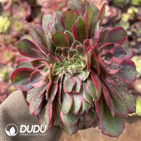 Aeonium Zwartkop Variegated Dudu Wholesale Rare Live Succulents