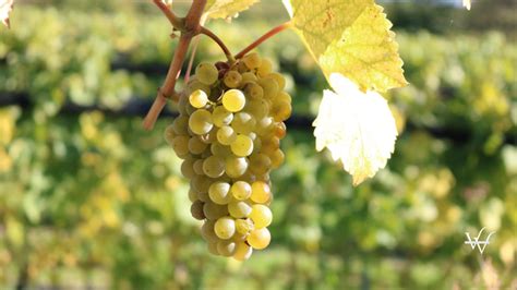 Ötw Pioneering Vineyard Classification In Austria Wine Intelligence