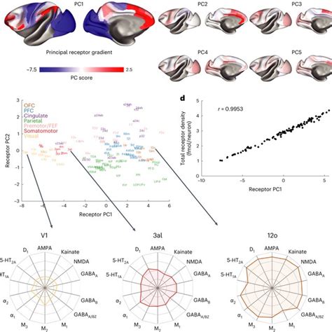 The Density Of 14 Receptors Per Neuron Across Macaque Cortex A Neuron