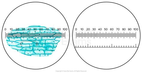 Eyepiece Graticules And Stage Micrometers Cie As Biology Revision Notes