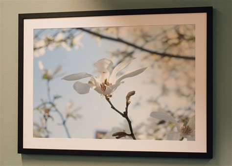 Magnolia Kobus Spring Magnolia Posters And Prints By Emma Borup Printler