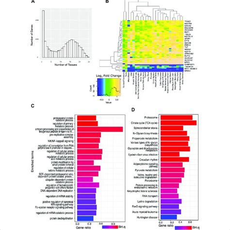 Overexpression Analysis Of Core Clock And Circadian Output Pathways In