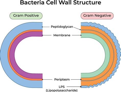 Bacteria Cell Wall Structure Comparison Gram Positive Vs Gram Negative