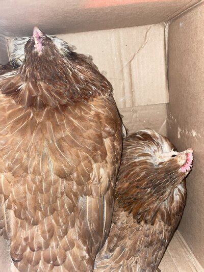 Ringworm Fungal Infection Or Dry Skin Backyard Chickens Learn How