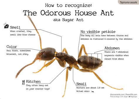Odorous House Ant