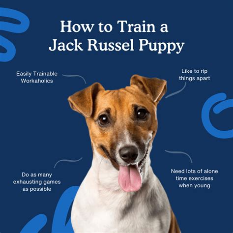 How To Train A Jack Russell Dog Expert Tips And Tricks Trusteddogstuff