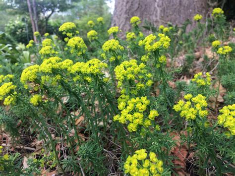 Euphorbia Cyparissias Ballyrobert Gardens