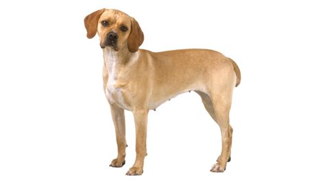 Portugese Pointer Alle Informatie Over Het Hondenras