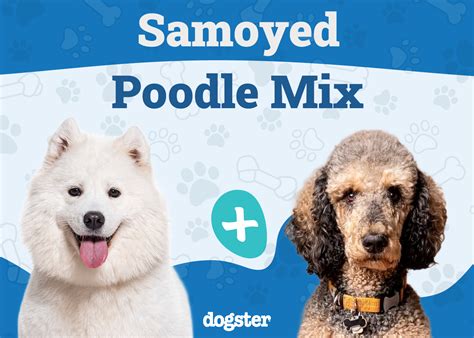 Samoyed Pomeranian Mix Samoyed Breed Information Chewy