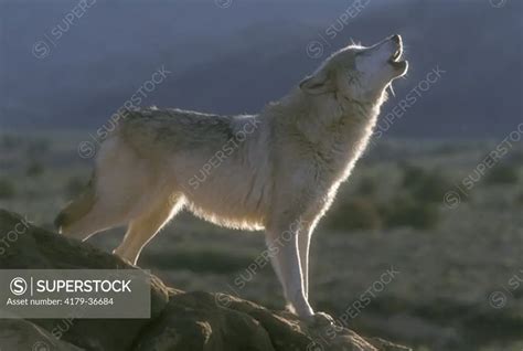 Gray Wolf Howling Canis Lupus Ic Superstock