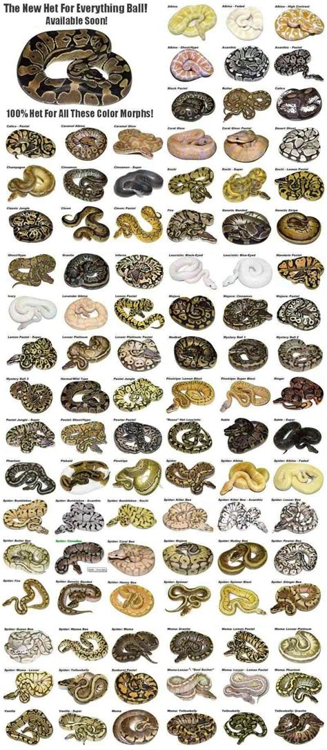 Ball Python Morphs Chart Educational Chart Resources