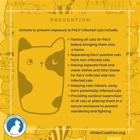 Understanding Feline Leukemia Virus Felv And Supporting Felv Positive
