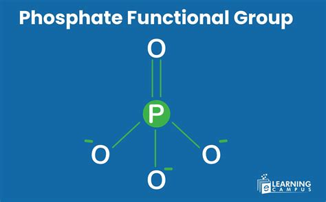 Phosphate Functional Group Formula Structure And Properties
