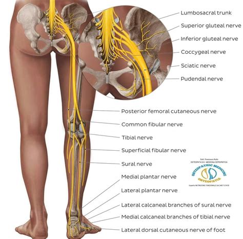 The Sciatic Nerve Is Formed Within The Pelvis From The Anterior Rami Of Spinal Nerves L4 S3 It