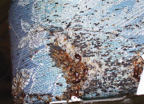 What Are Signs Of A Bed Bug Infestation Orkin
