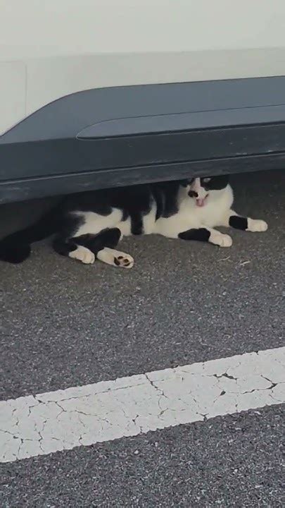 삽교고양이 히틀러 Youtube