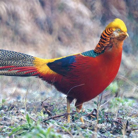 Golden Pheasant Pictures Golden Pheasant Facts China Wildlife Guide