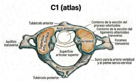 Osteoartrología De La Columna Vertebral Anatomía Apuntes De Medicina