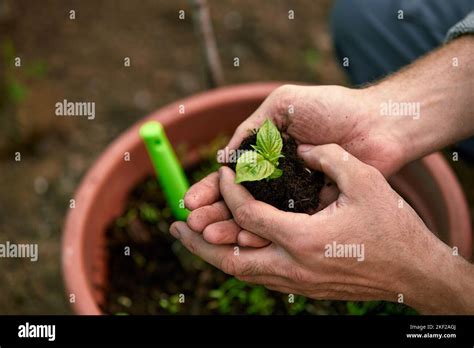 A Male Farmer Holds A Tree Seedling In His Hand To Plant In The Vegetable Plot Seedling Plant