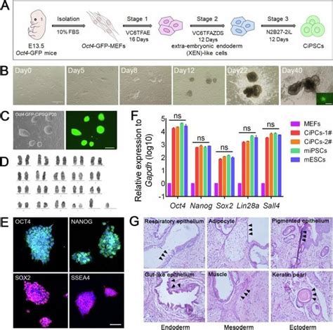Transplantation Of Derivative Retinal Organoids From Chemically Induced