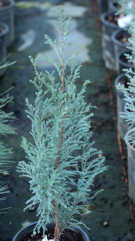 114 Best Images About Conifers On Pinterest Green Weeping Trees And