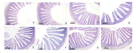 Representative Light Microscopic Histological Views Of Jejunum