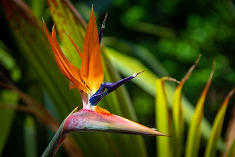 Bird Of Paradise Types How To Grow And Care For Bird Of Paradise Vaqra