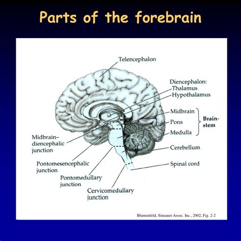 Ppt Tissues Powerpoint Presentation Free Download Id 9479704