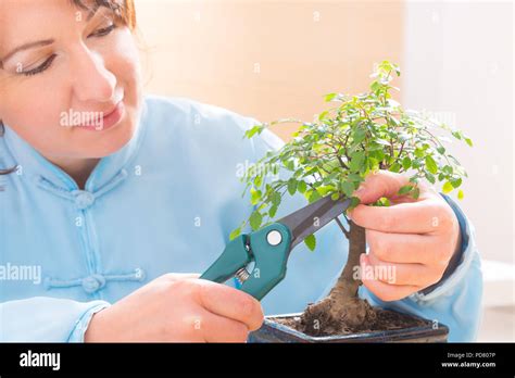 Beautiful Woman Wearing Traditional Chinese Uniform Trimming Bonsai Tree Stock Photo Alamy