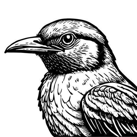 Premium Vector Bird Head Vector Detailed Engraving Illustration