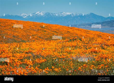 Orange Poppy Flowers Are The Iconic California Flowers Every March And