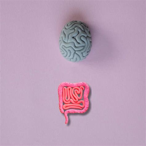 Gut Brain Connection In Autism Exploring The Link Between The Microbiome And Neurodevelopment