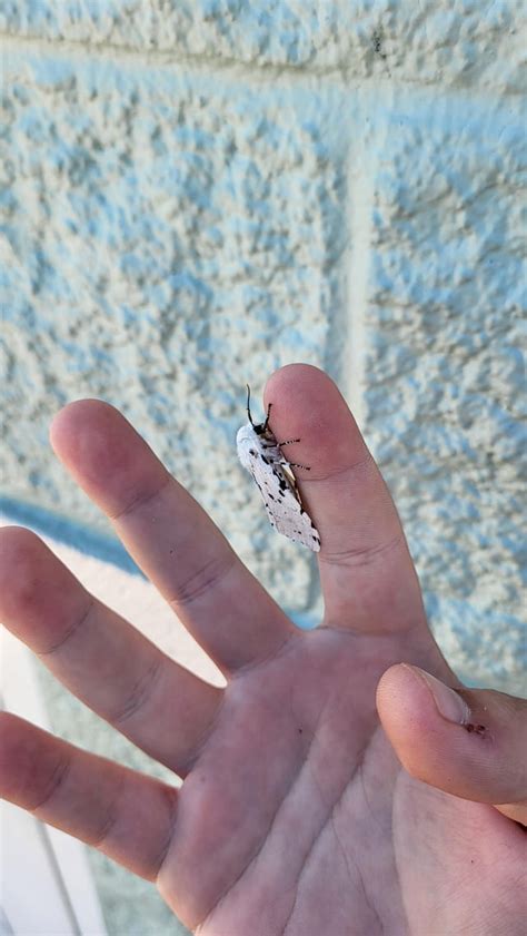 Found The Prettiest Moth Ive Ever Seen And Scooped Her Up For A