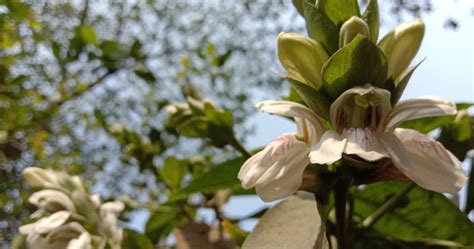 Adusa Vasa Or Vasaka Benefits And Uses And Side Effects