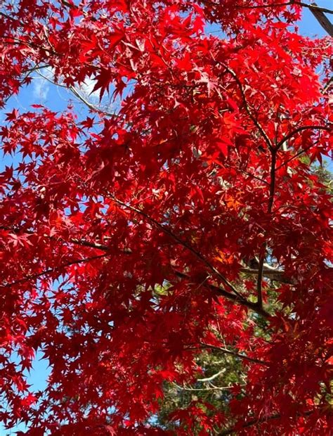 仁和寺 ちーころさんのフォト 趣味人倶楽部（しゅみーとくらぶ）