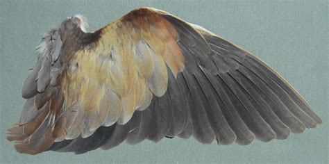 Ixobrychus Minutus