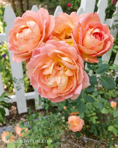 Rosa ‘mignonette Hedgerow Rose®