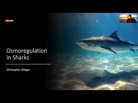 Osmoregulation In Sharks Youtube