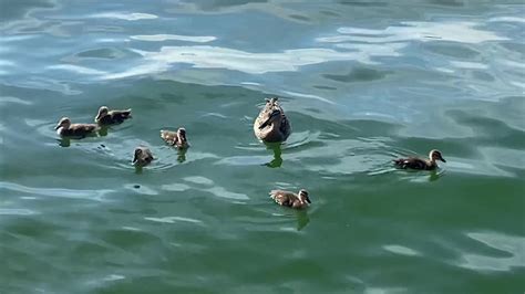 Try To Keep Your Ducks In A Row Youtube