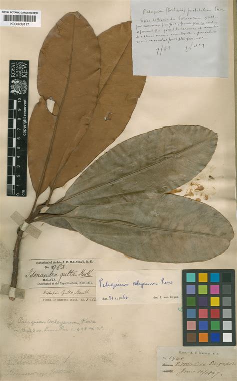 Palaquium Oxleyanum Pierre Plants Of The World Online Kew Science