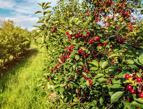 How To Grow And Care For Cherry Trees A Comprehensive Guide
