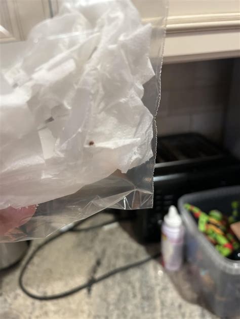 Please Tell Me This Isnt A Bed Bug I Had Them Like 7 Years Ago In My